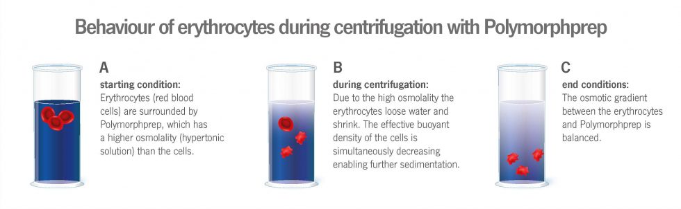 Polymorphprep | Density Gradient Media